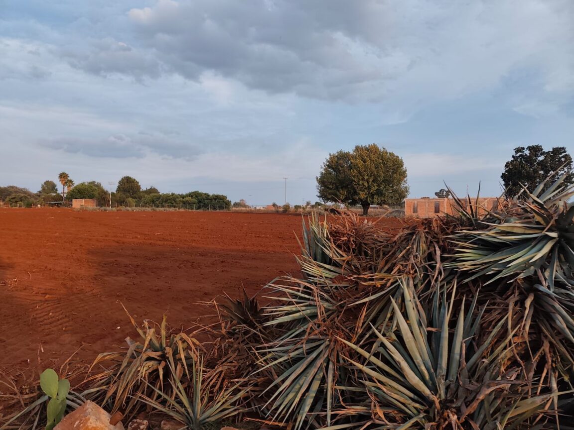 Continúa la crisis del agave: productores abandonan cultivos y buscan ...