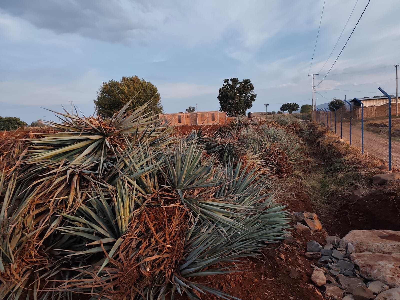Continúa la crisis del agave: productores abandonan cultivos y buscan ...